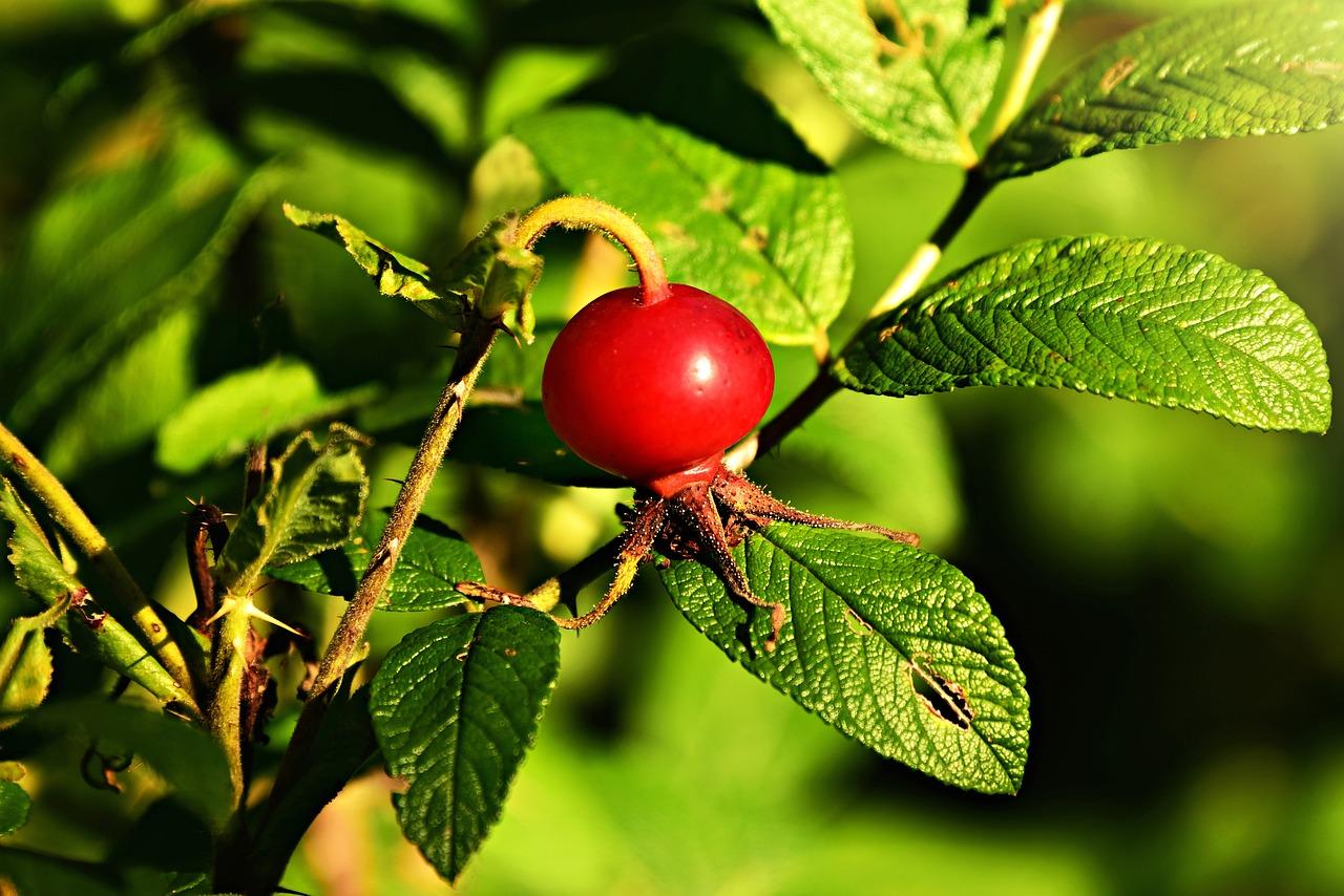 Ile Kcal Ma Zupa Owocowa Zupa Owocowa Kcal Kalorynka pl Dieta ile-kcal-ma-zupa-owocowa-zupa-owocowa-kcal-kalorynka-pl-dieta